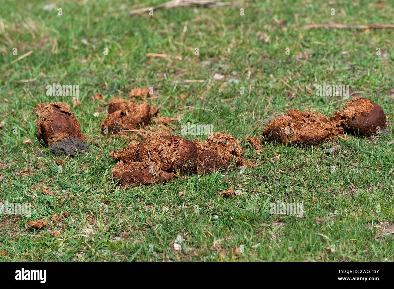 Elephant dung, faeces, excretion, elephant, Namibia Stock Photo - Alamy