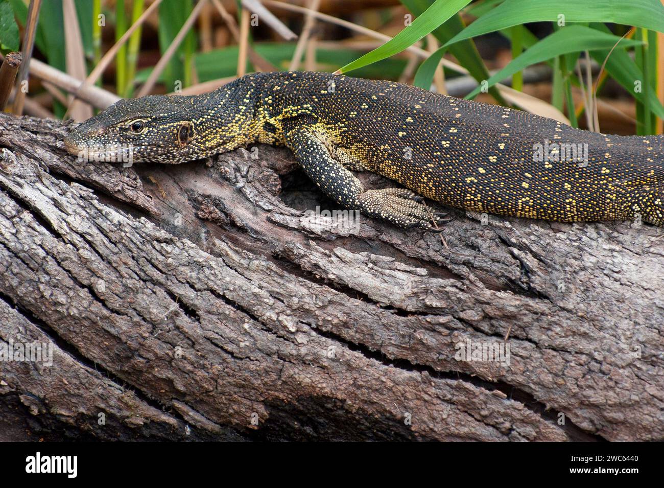 Nile monitor lizard okavango delta hi-res stock photography and images ...