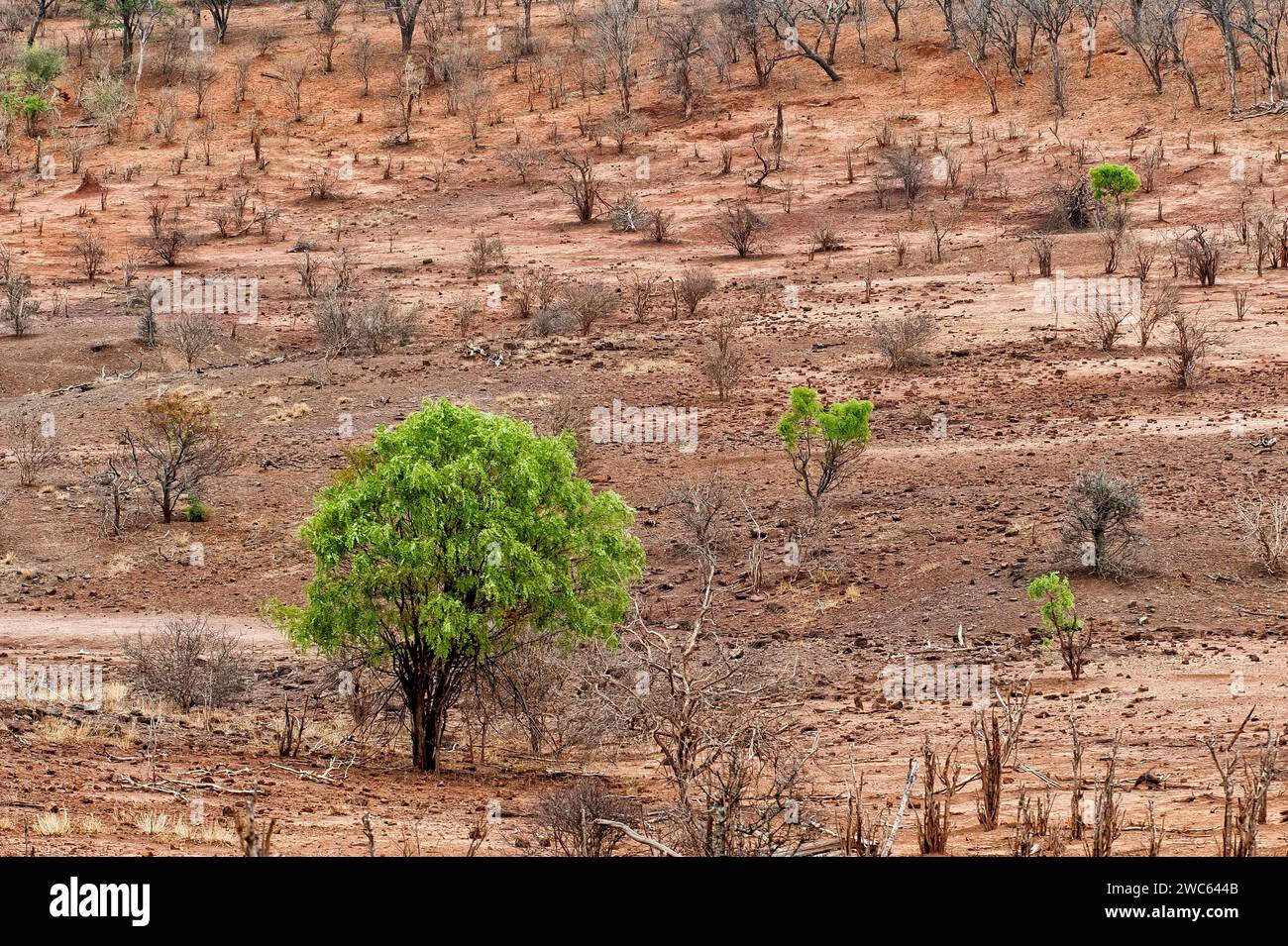 Single green trees in the dry landscape, climate change, dry, aridity ...