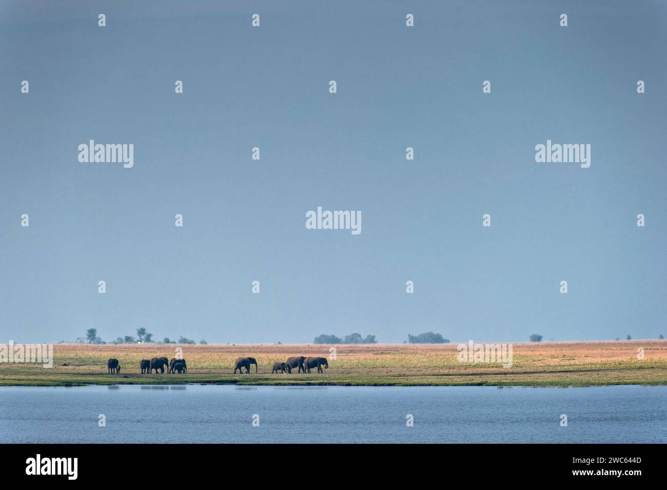 Elephant herd (Loxodonta africana), elephant, landscape, sky, blue sky ...