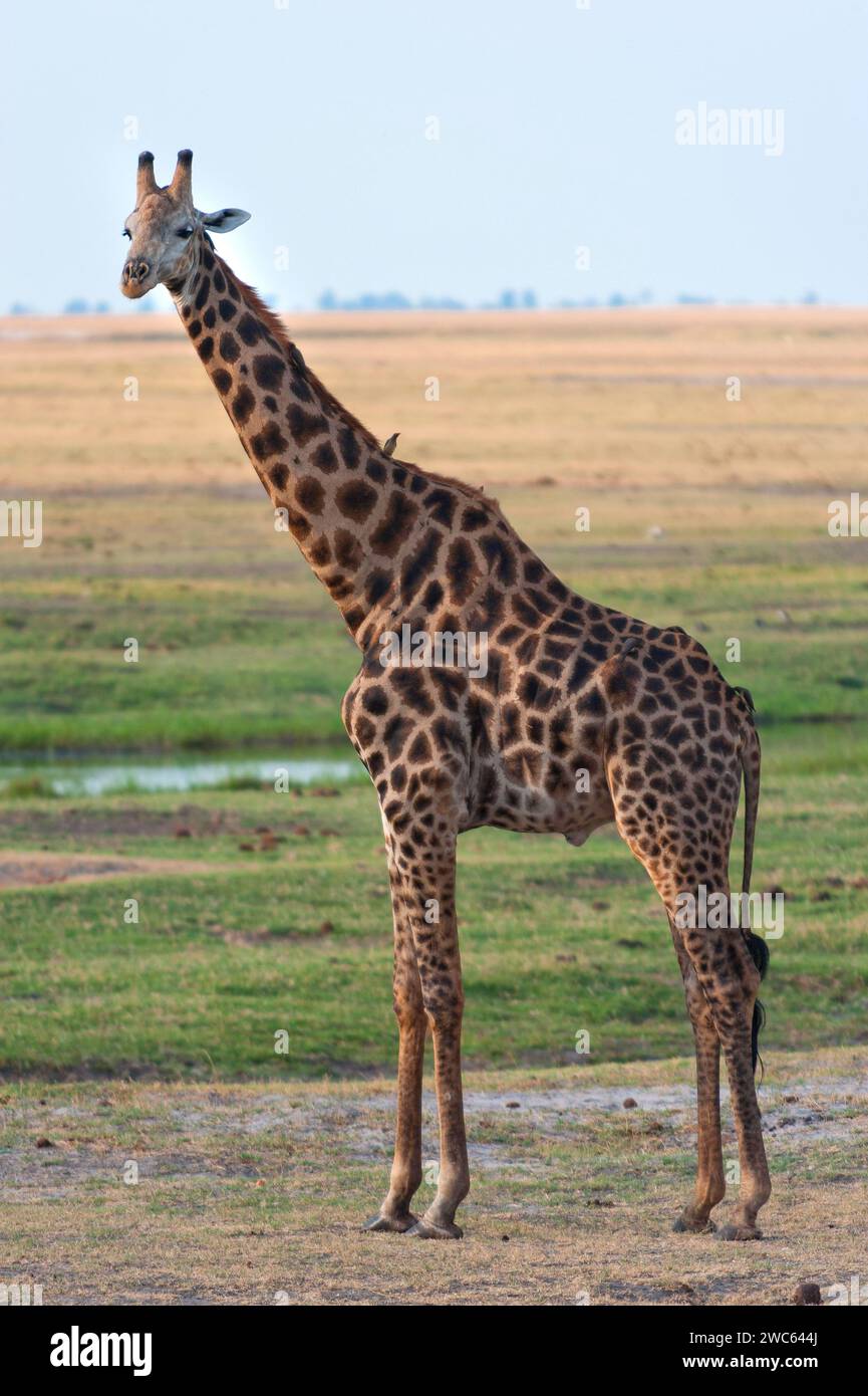 Angolan giraffe (Giraffa angolensis), animal, ungulate, travel ...