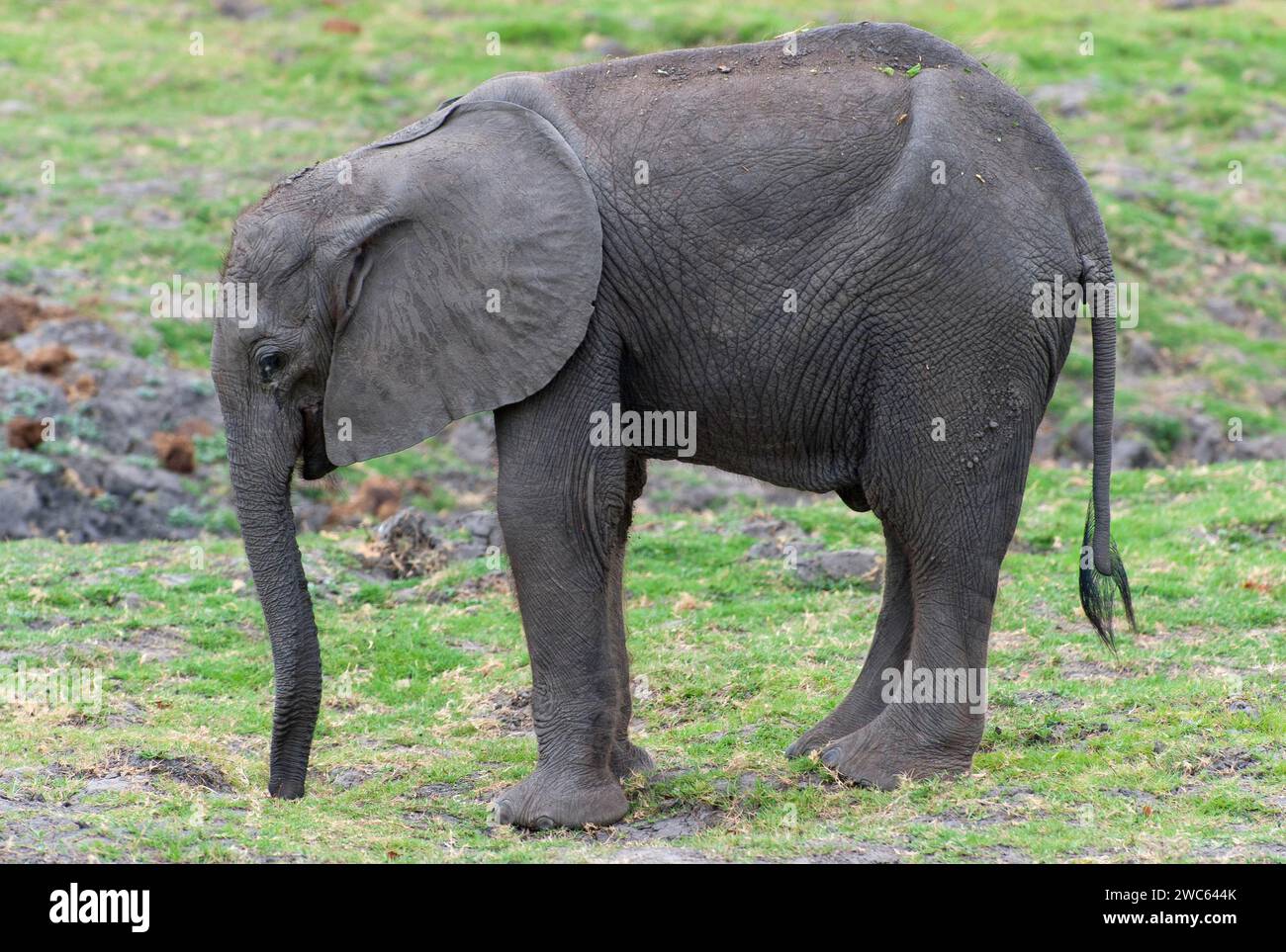 Eating young elephant (Loxodonta africana), elephant calf, calf, eating ...