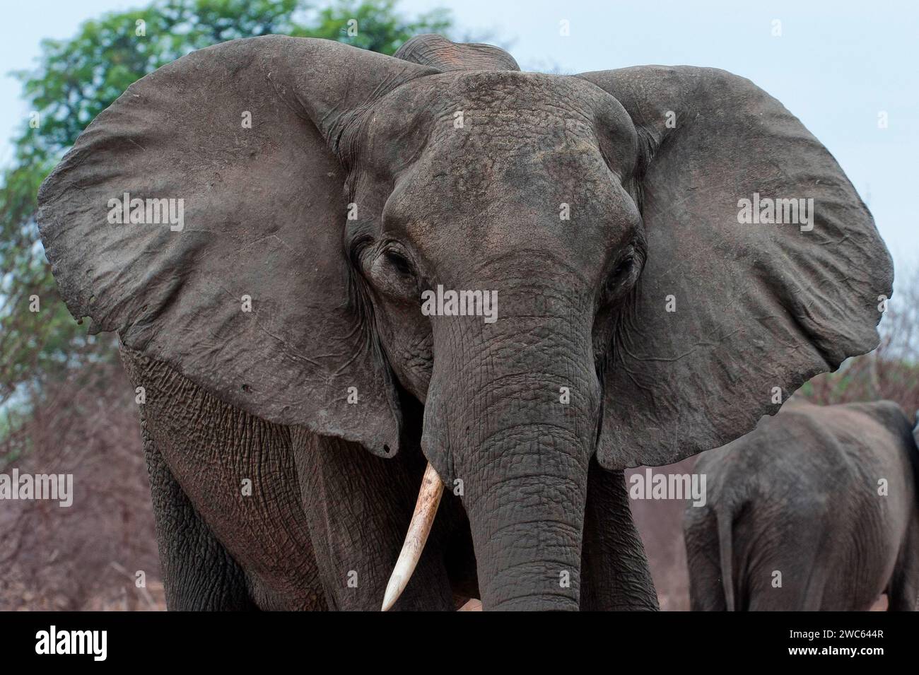 Threatening elephant (Loxodonta africana), aggressive, warning, danger ...