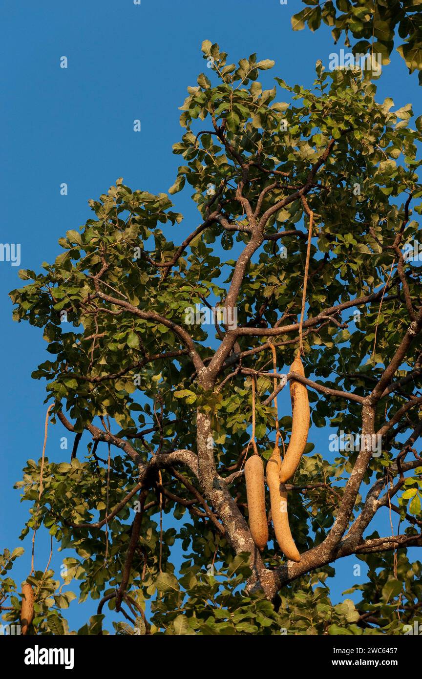 Kigelia (Kigelia africana) with fruits, fruit, trumpet tree, plant ...