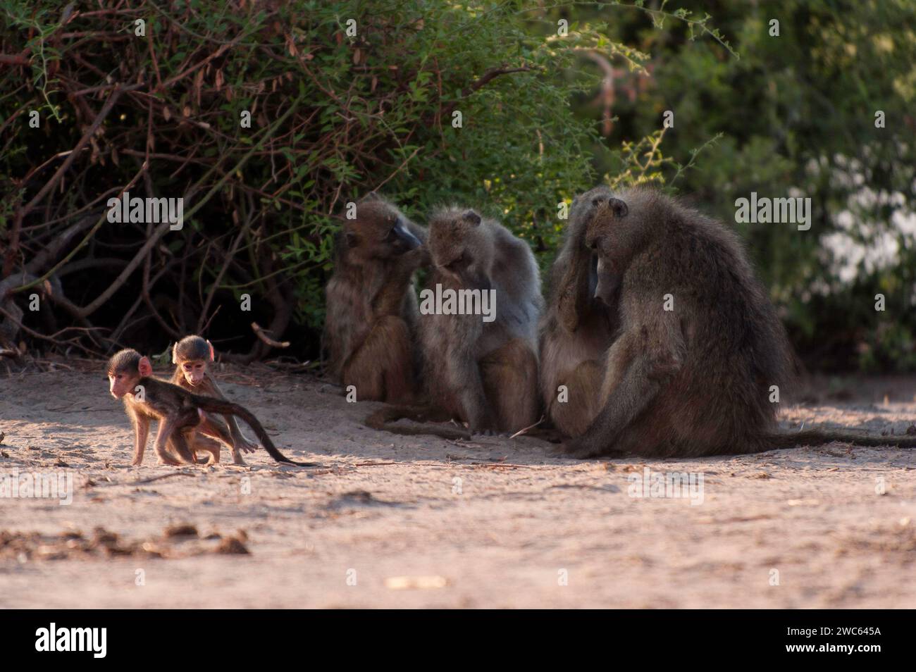 Baboons (papio ursinus), family, baboon family, mammal, wildlife, free ...