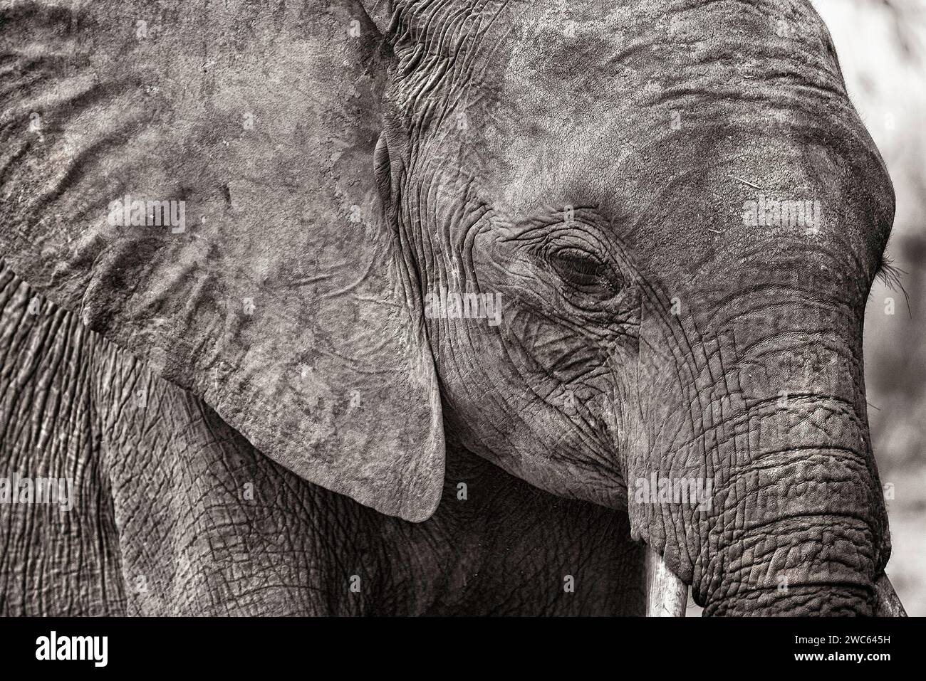 Elephant (Loxodonta africana), head portrait, view, camera view, detail ...