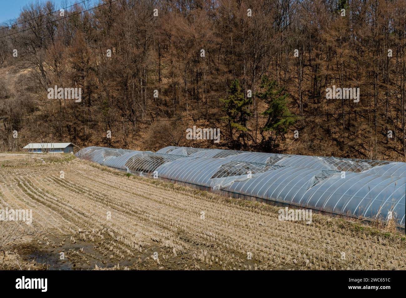 Front side view of plastic greenhouses in rural wooded countryside on ...