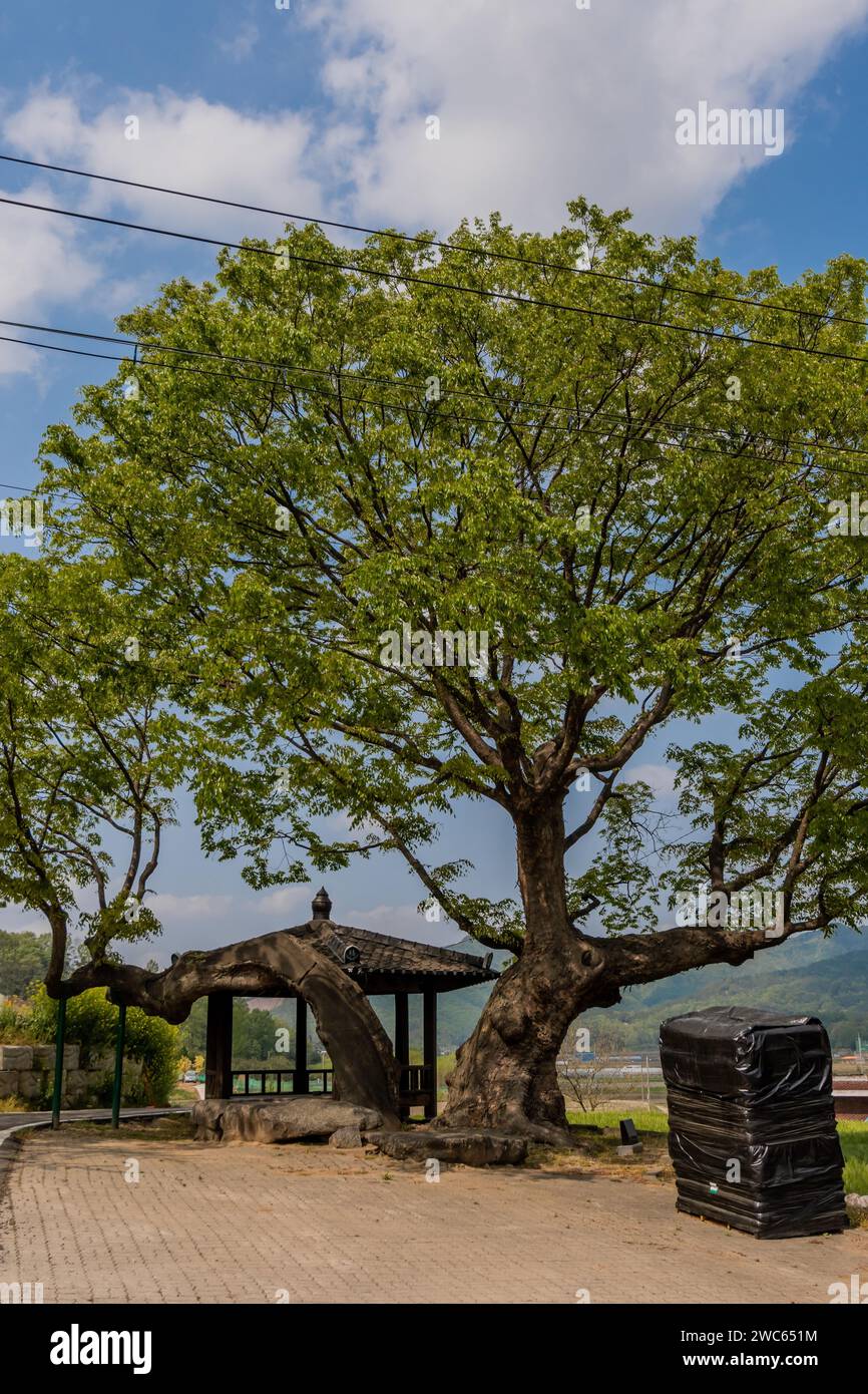 Large old growth tree in front of wooden oriental gazebo under blue ...