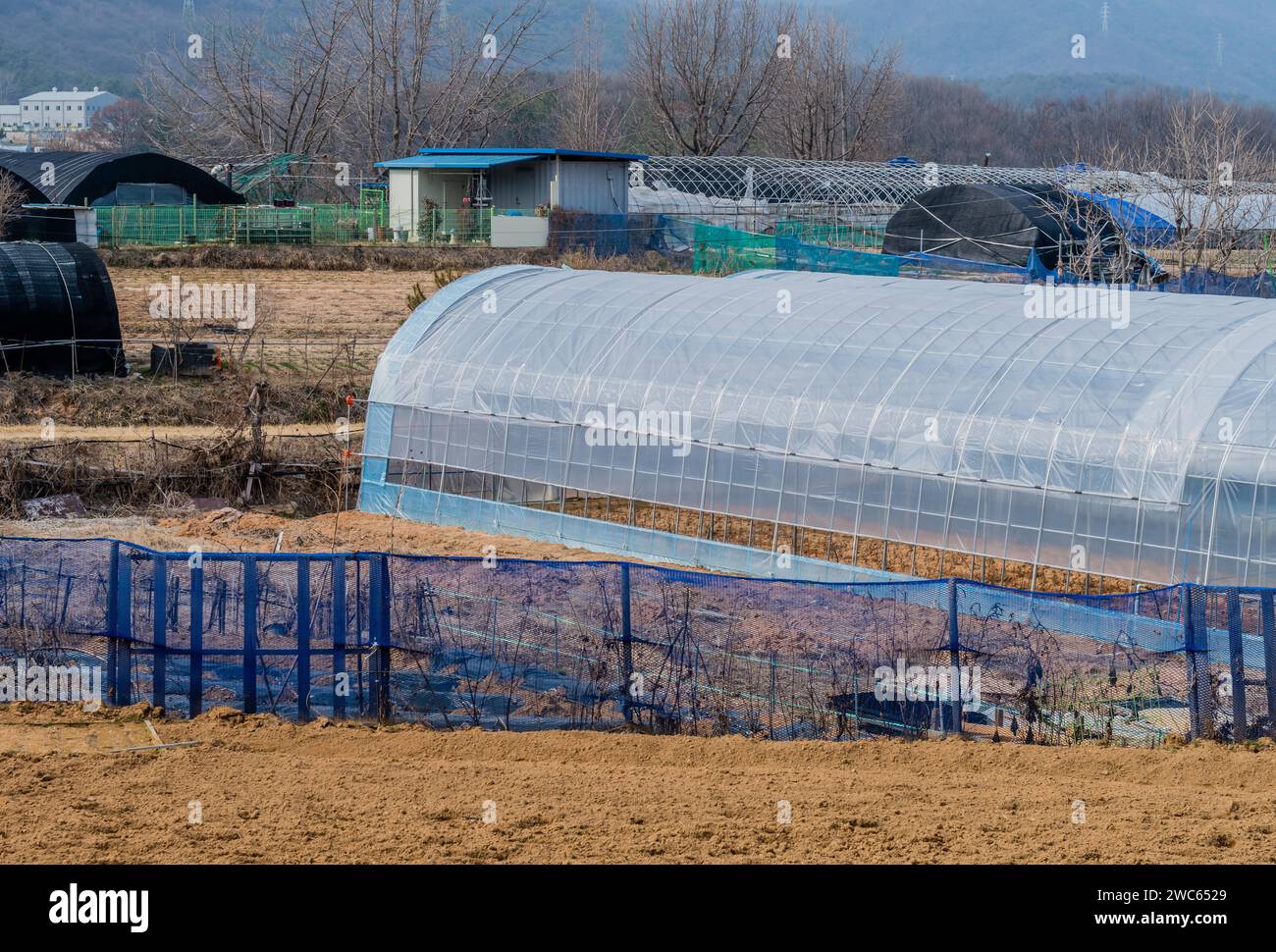 Plastic covered greenhouse in rural setting with farm buildings in ...