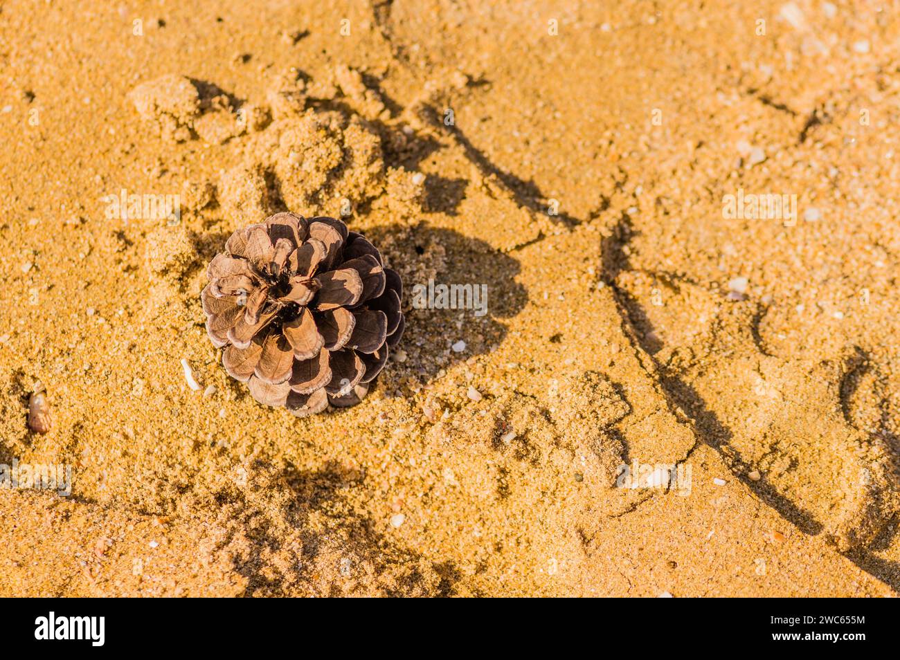Pine cone in the sand on a beach with a footprint in the sand Stock ...