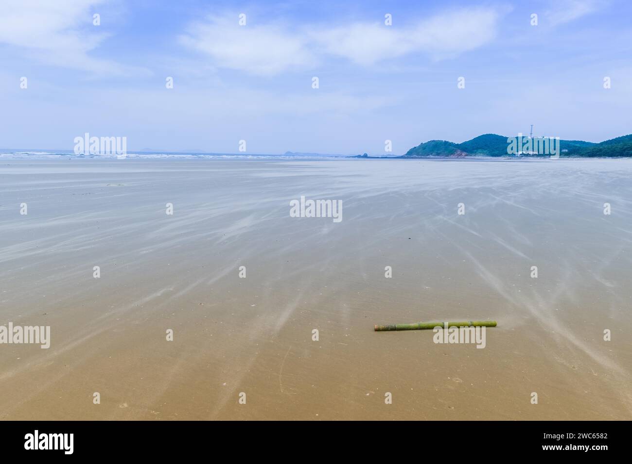 Solitary bamboo pole laying on windswept beach on cold morning with ...