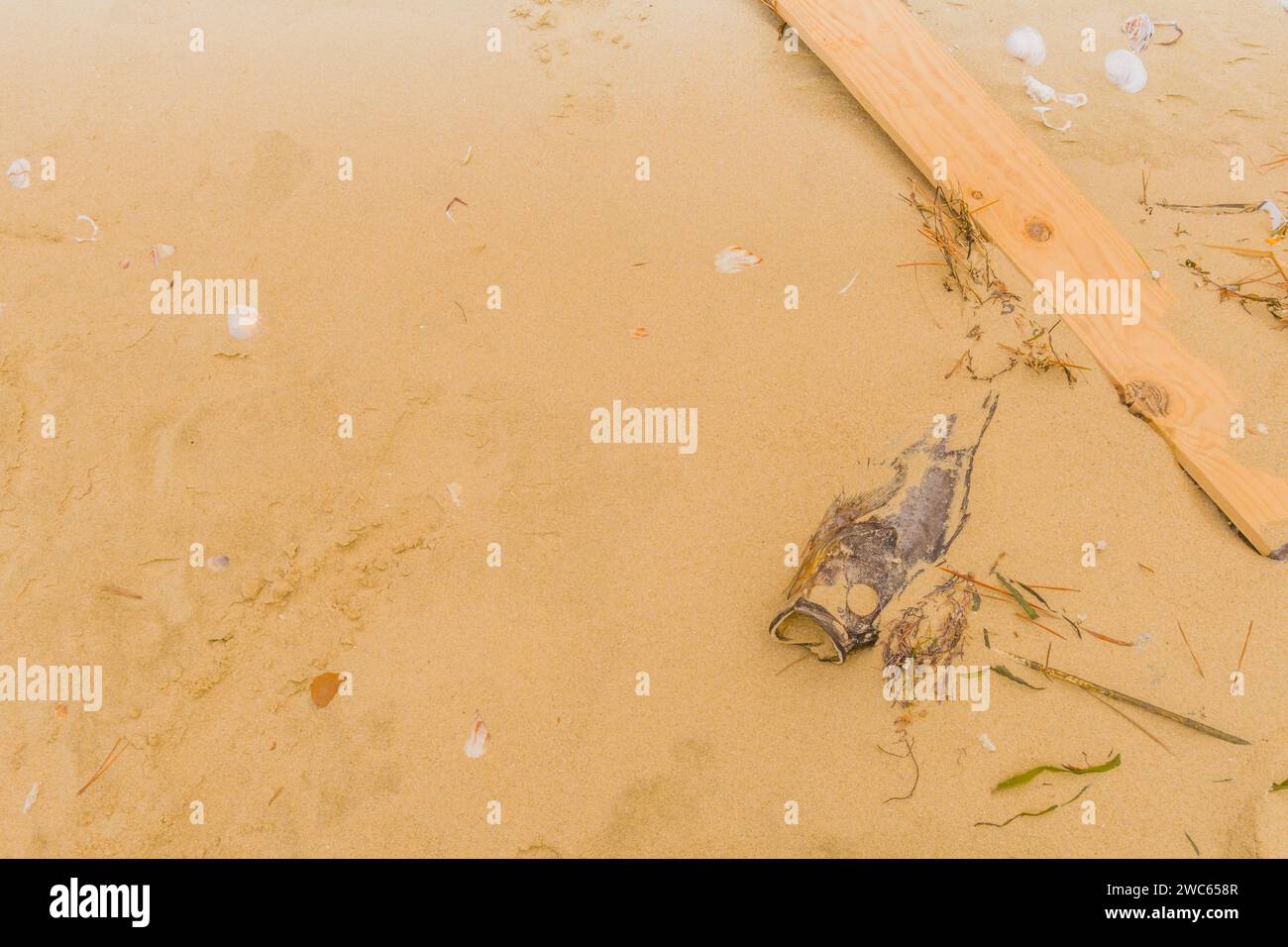 Dead fish laying on beach partially covered with sand next to wooden ...