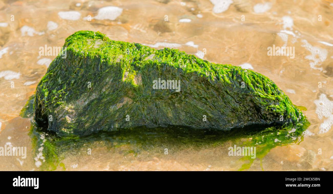 Large rock covered with green seaweed in ocean water at the beach Stock ...