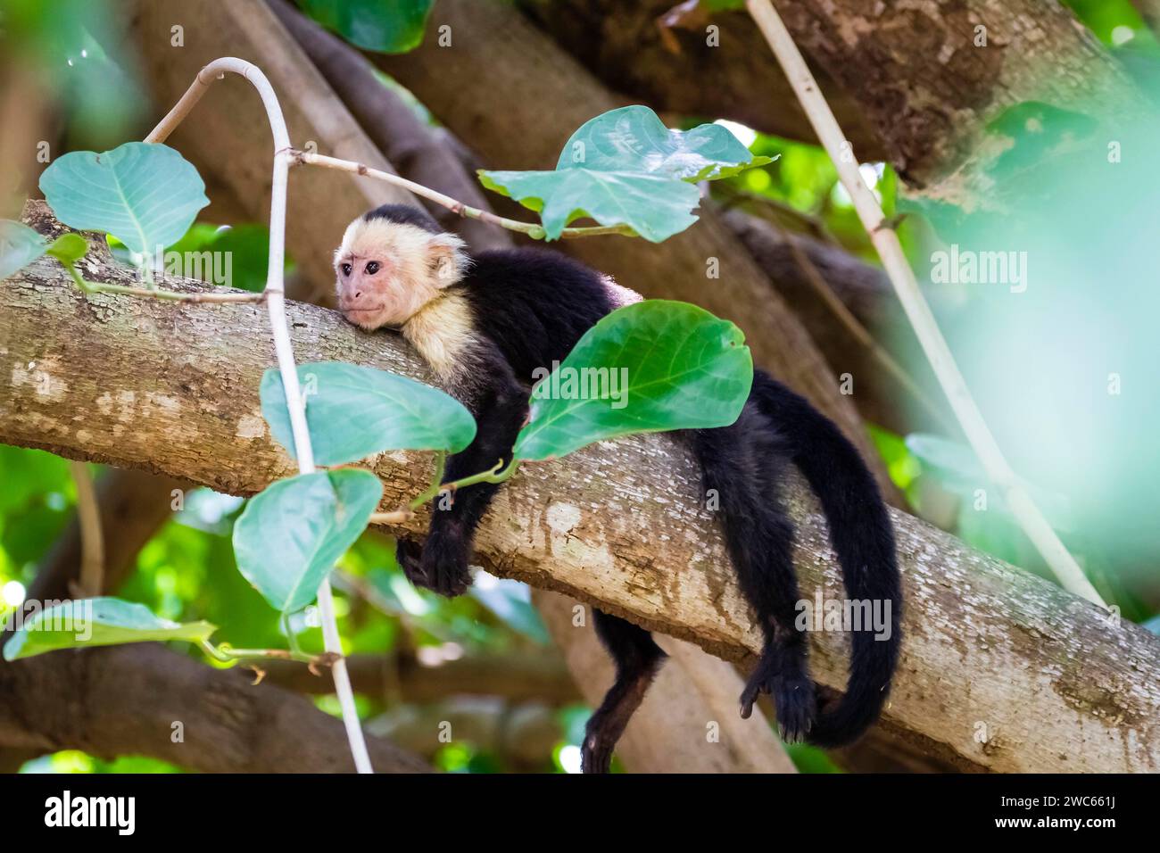 Central America, Costa Rica, white-headed capuchin (Cebus capucinus ...