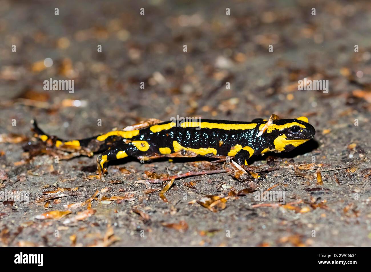 Fire salamander (Salamandra salamandra), Lower Saxony, Federal Republic ...