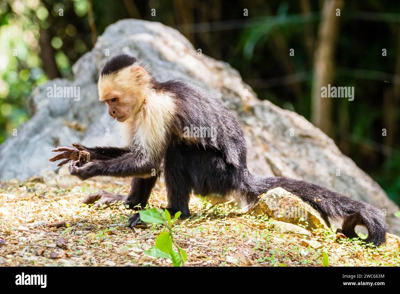 Central America, Costa Rica, white-headed capuchin (Cebus capucinus ...