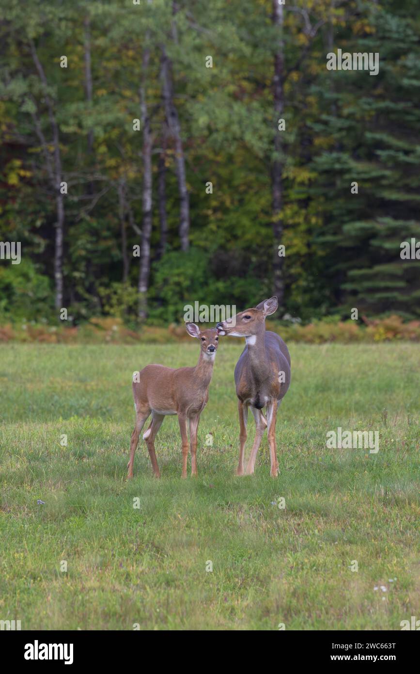 Fawn and doe grooming hi-res stock photography and images - Alamy