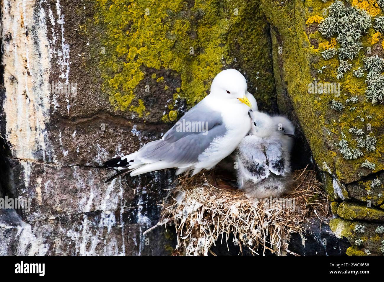 Scotland, Isle of May, Kittiwake with chicks at the nest, (Rissa ...