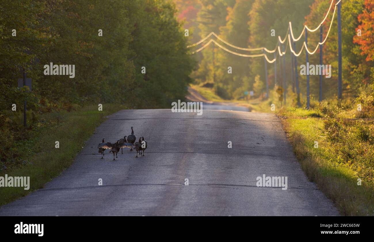 Hen and offspring walking on a rural road in northern Wisconsin Stock ...