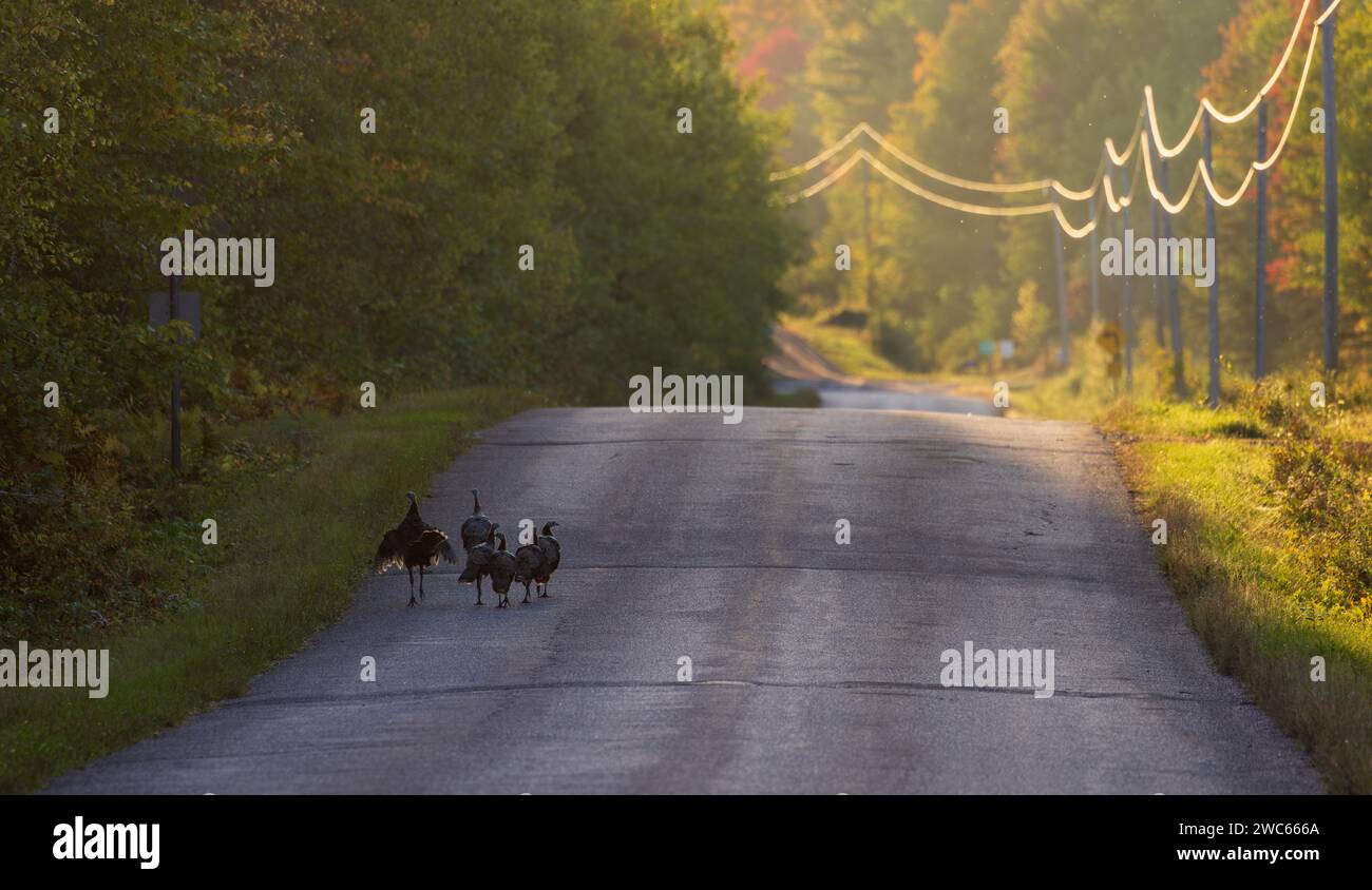 Hen and offspring walking on a rural road in northern Wisconsin Stock ...