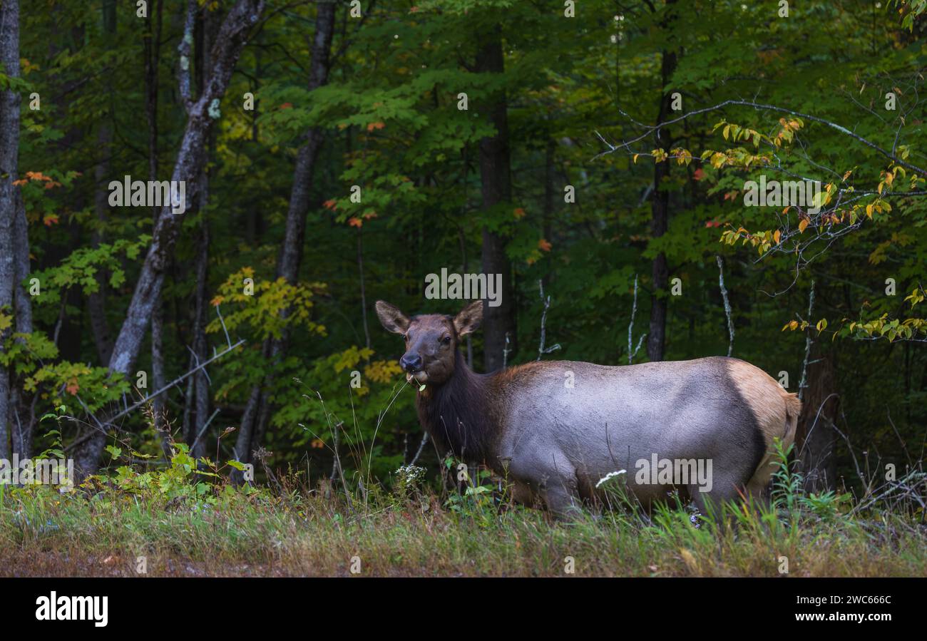Cow elk in the Clam Lake area of northern Wisconsin Stock Photo - Alamy