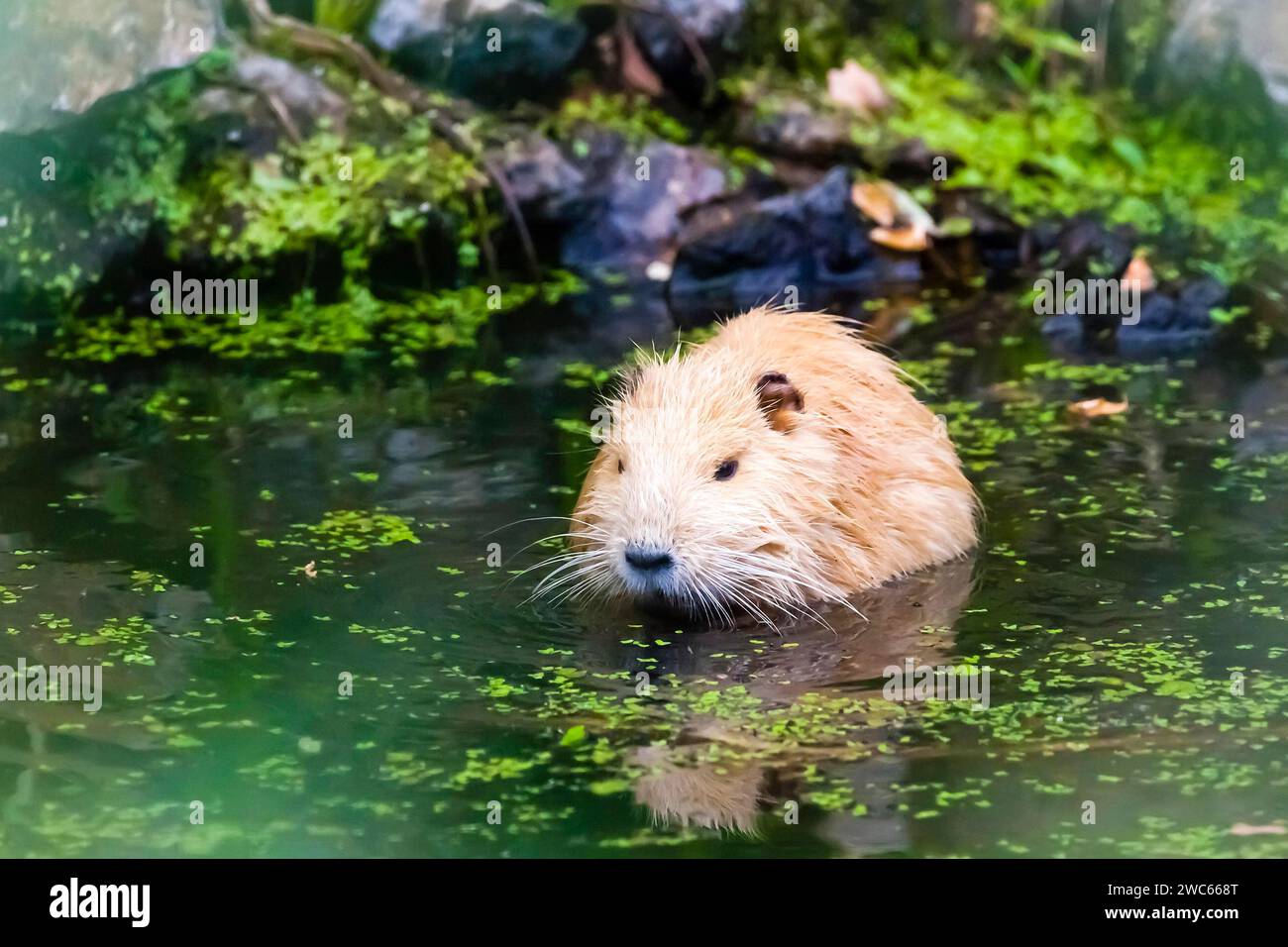 Germany, Spreewald, beaver, swamp beaver, nutria, nutria (Myocastor ...