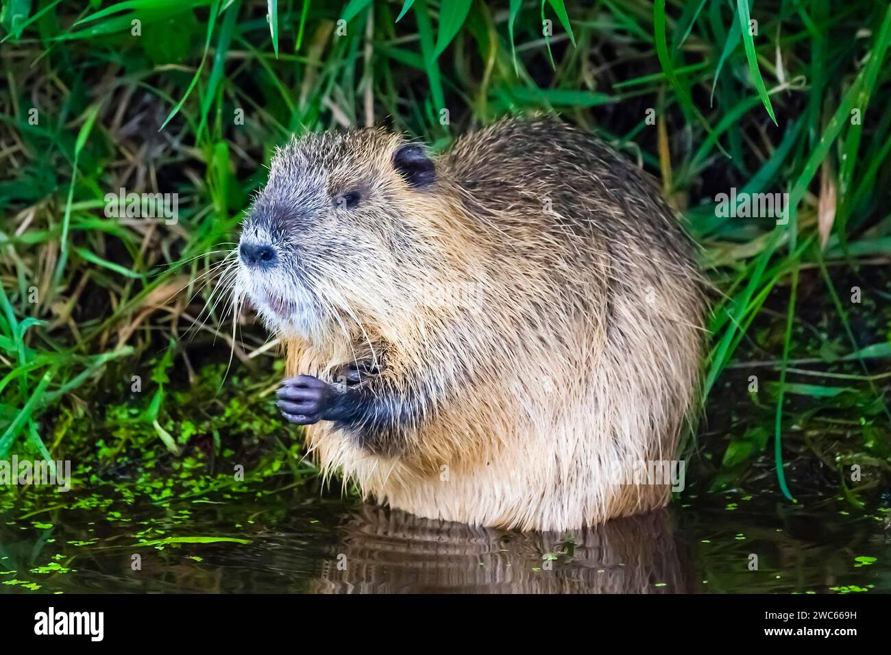 Germany, Spreewald, beaver, swamp beaver, nutria, nutria (Myocastor ...