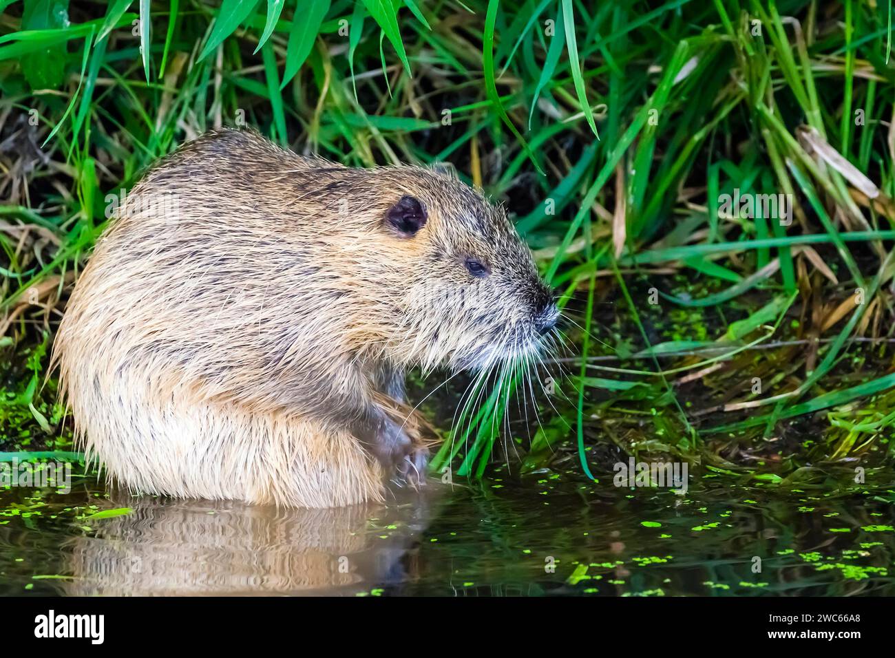 Germany, Spreewald, beaver, swamp beaver, nutria, nutria (Myocastor ...