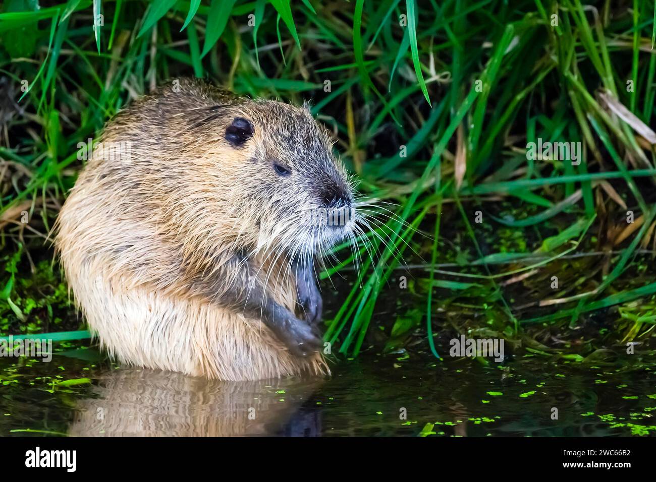 Germany, Spreewald, beaver, swamp beaver, nutria, nutria (Myocastor ...