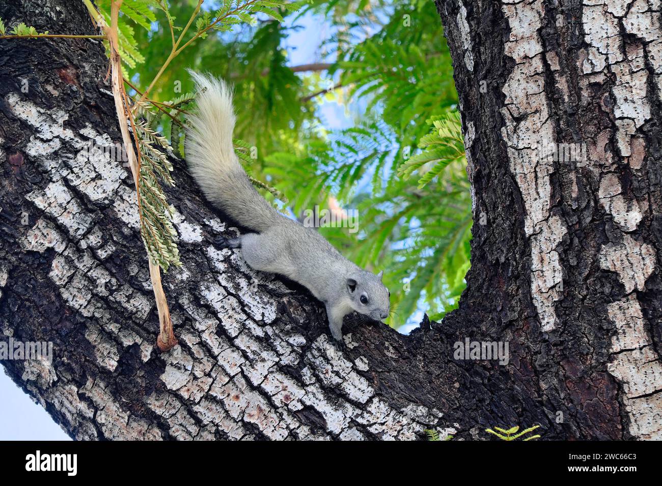 Asian squirrel hi-res stock photography and images - Alamy