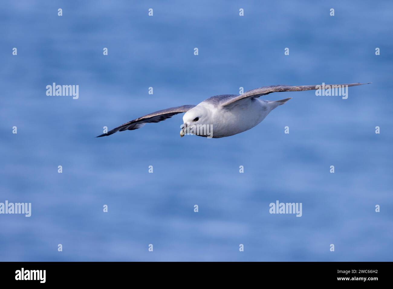 Northern fulmar (Fulmarus glacialis), in flight over the sea, Iceland ...