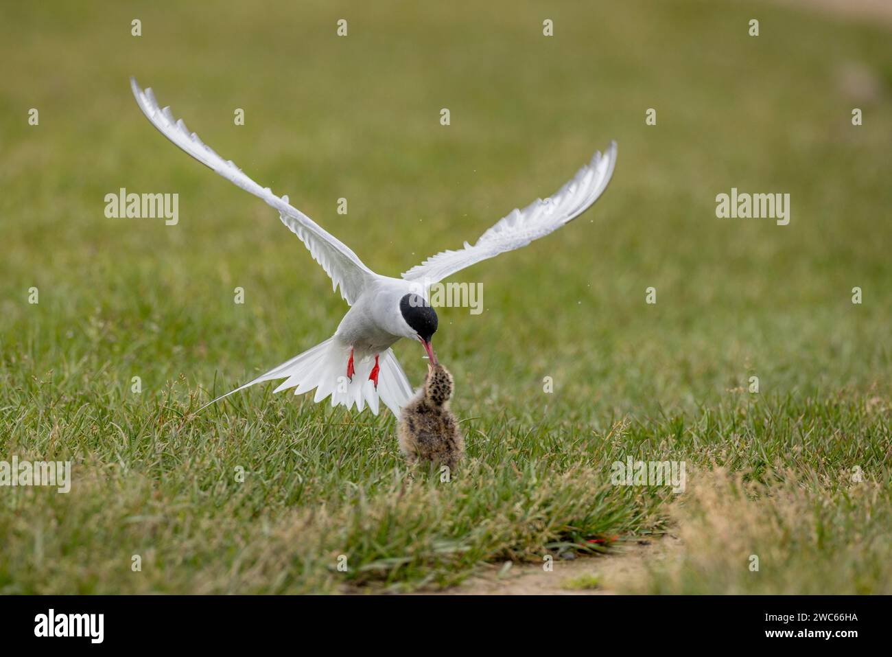 Arctic tern (Sterna paradisaea), feeding the chick in flight, Iceland ...
