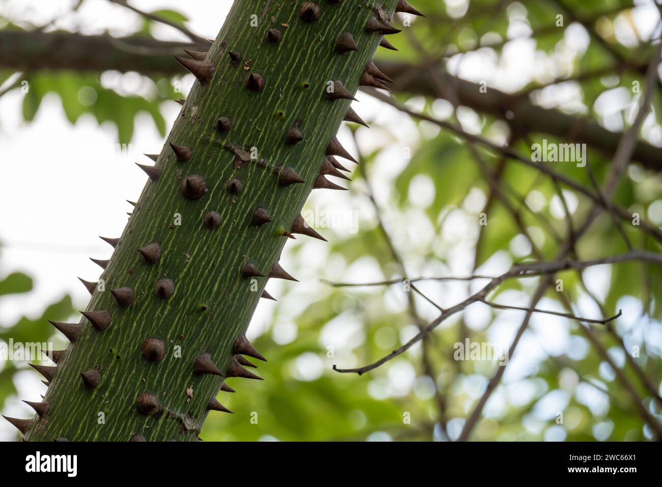 A close up of thorns on a tree hi-res stock photography and images - Alamy