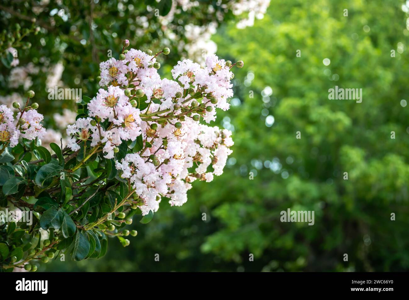 Light pink flowers of Lagerstroemia Indica. Commonly called Jupiter ...