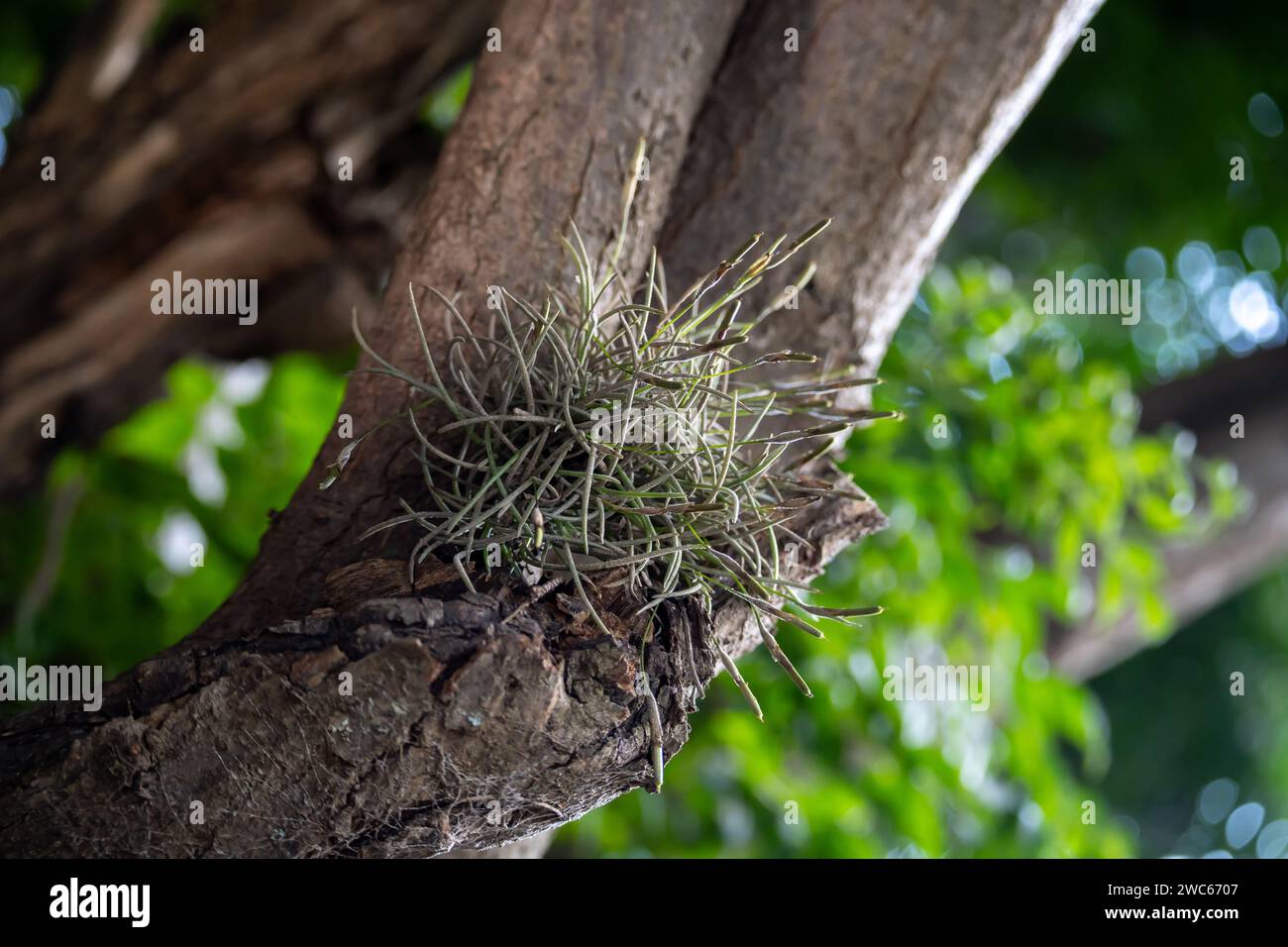 Tillandsia air plant also called air carnation Stock Photo - Alamy