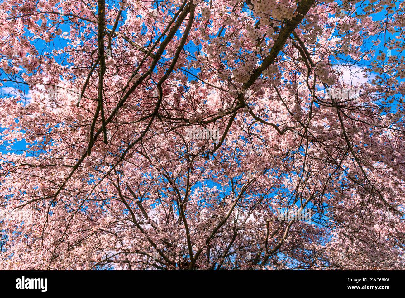 Looking up cherry tree hi-res stock photography and images - Alamy