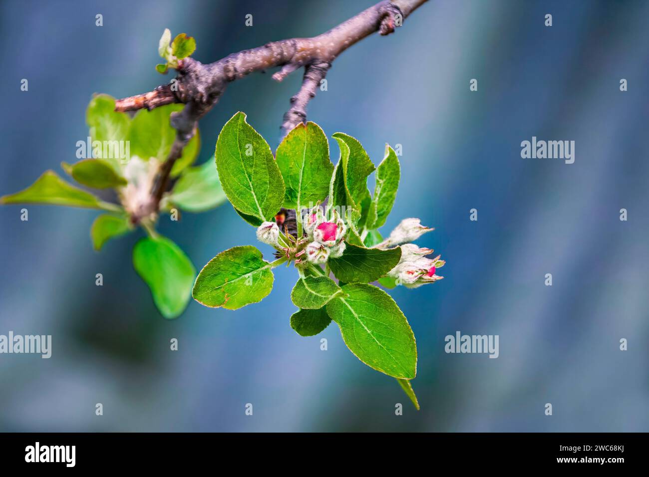 Spring Flowering , Pink Crab Apple Buds , Malus Stock Photo - Alamy