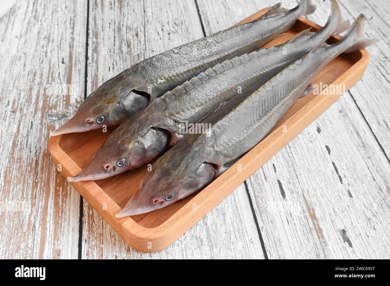 Raw sterlet fish on a wooden plate before cooking and serving with ...