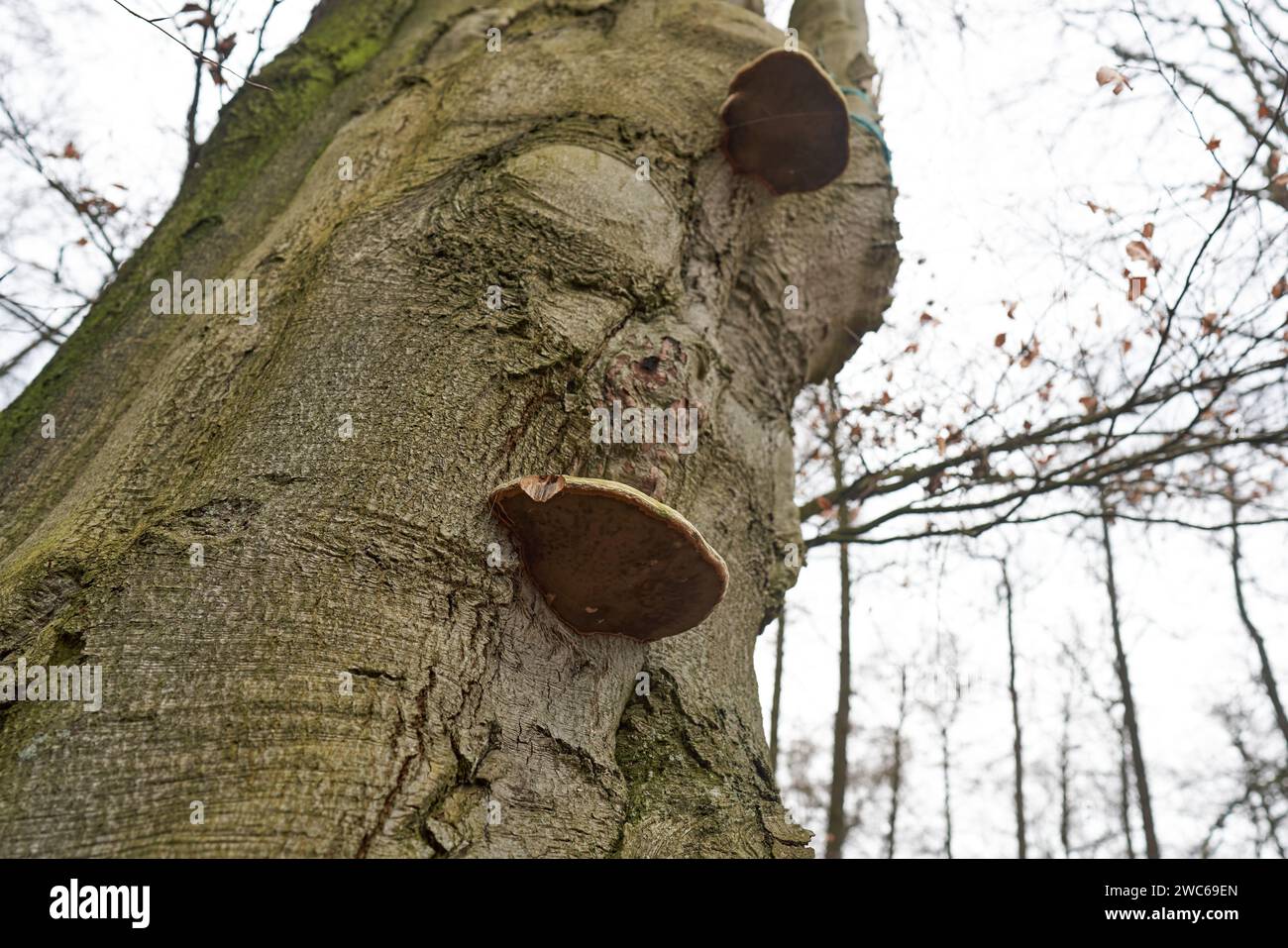 the pearl oyster mushroom or tree oyster mushroom high contrast photo ...