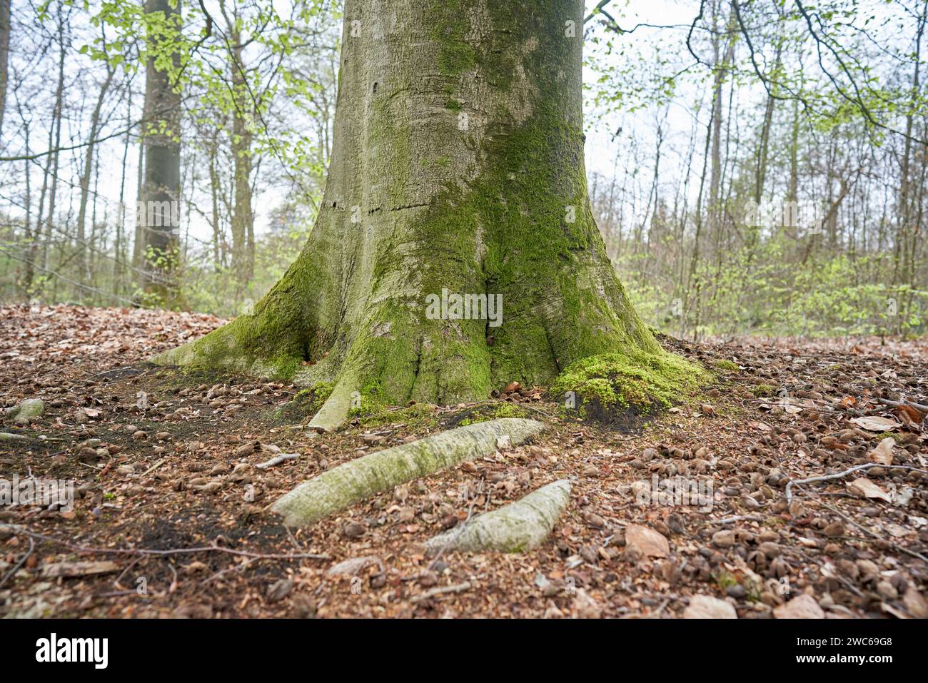 Tree roots in summer forest Stock Photo - Alamy
