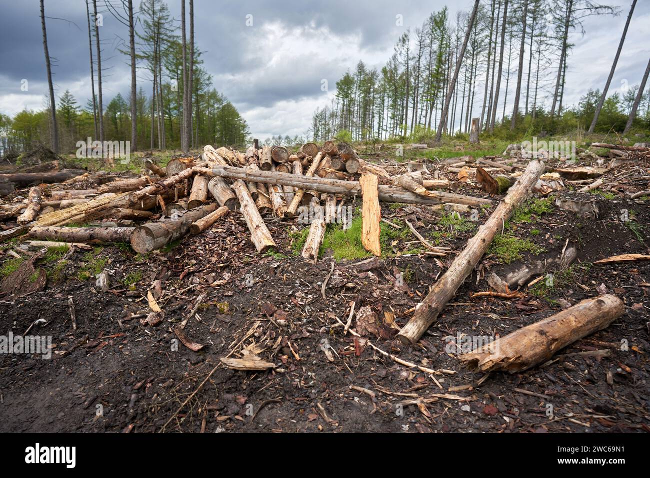 Stacked round wooden blocks background. Pine tree cut and stacked Stock ...