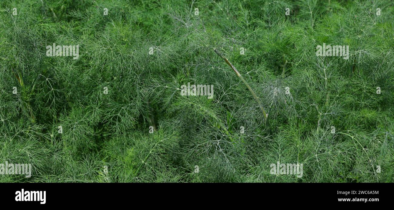 Close up fresh green dill or fennel growing on herb and spice garden ...