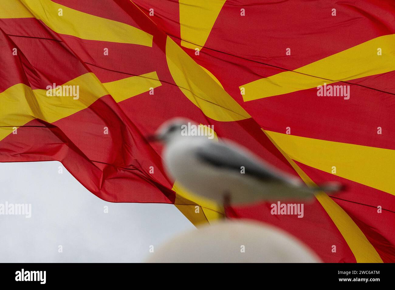 Blurry white seagull bird. Lari, laridae, against macedonian flag as ...