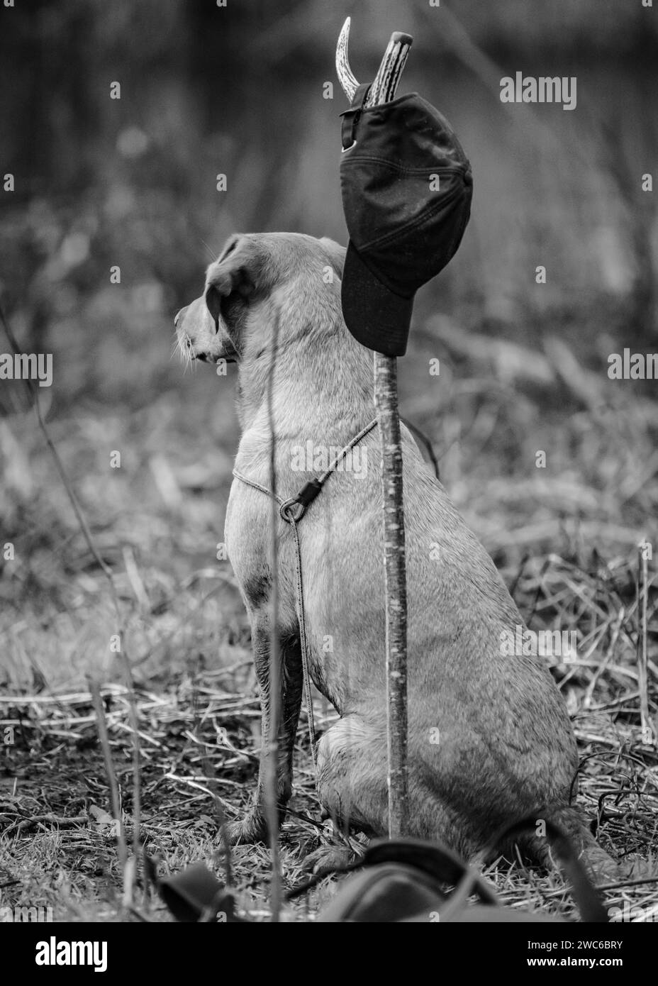At a red fox Black and White Stock Photos & Images - Alamy