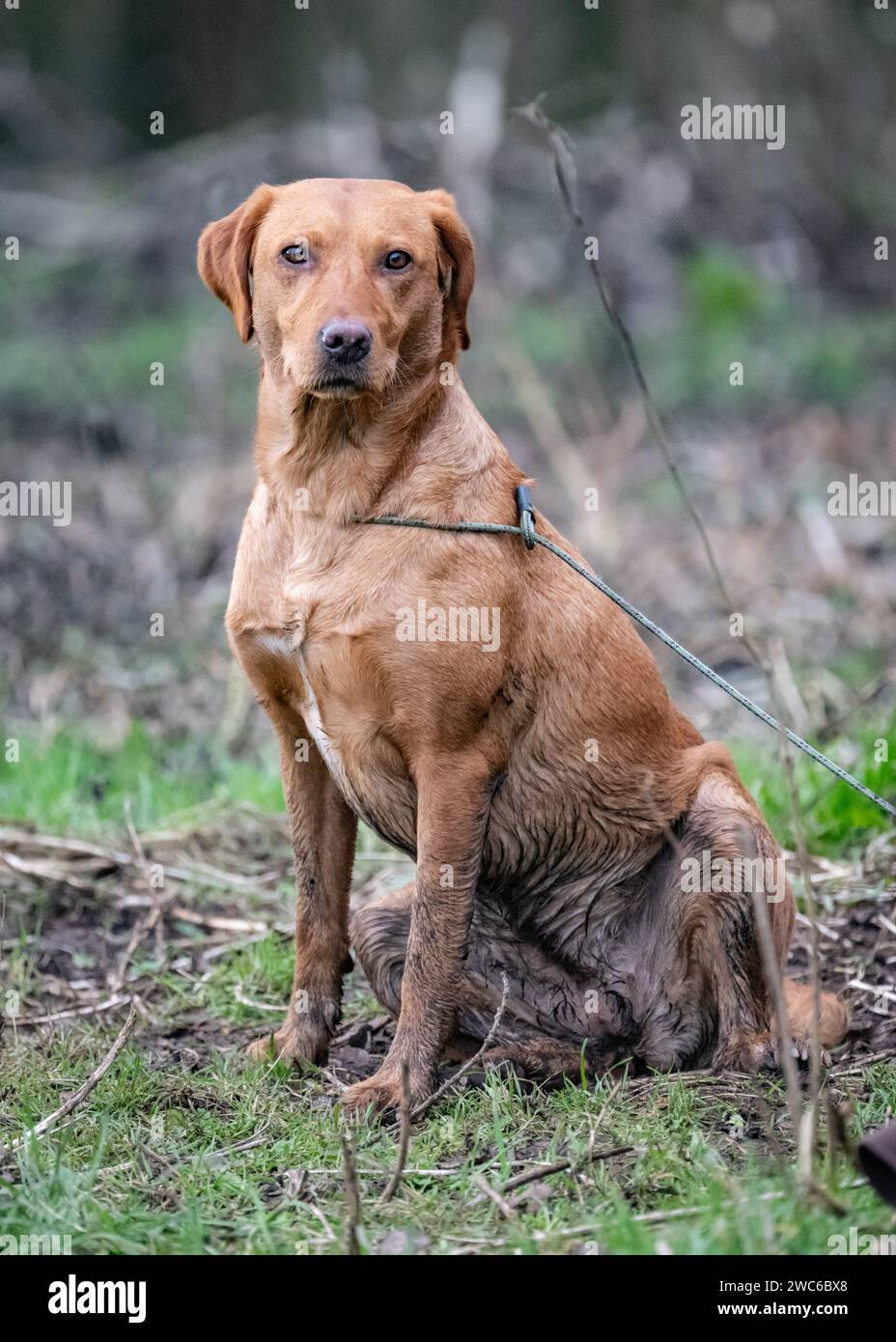 Fox Red Labrador posing on a shoot day Stock Photo - Alamy