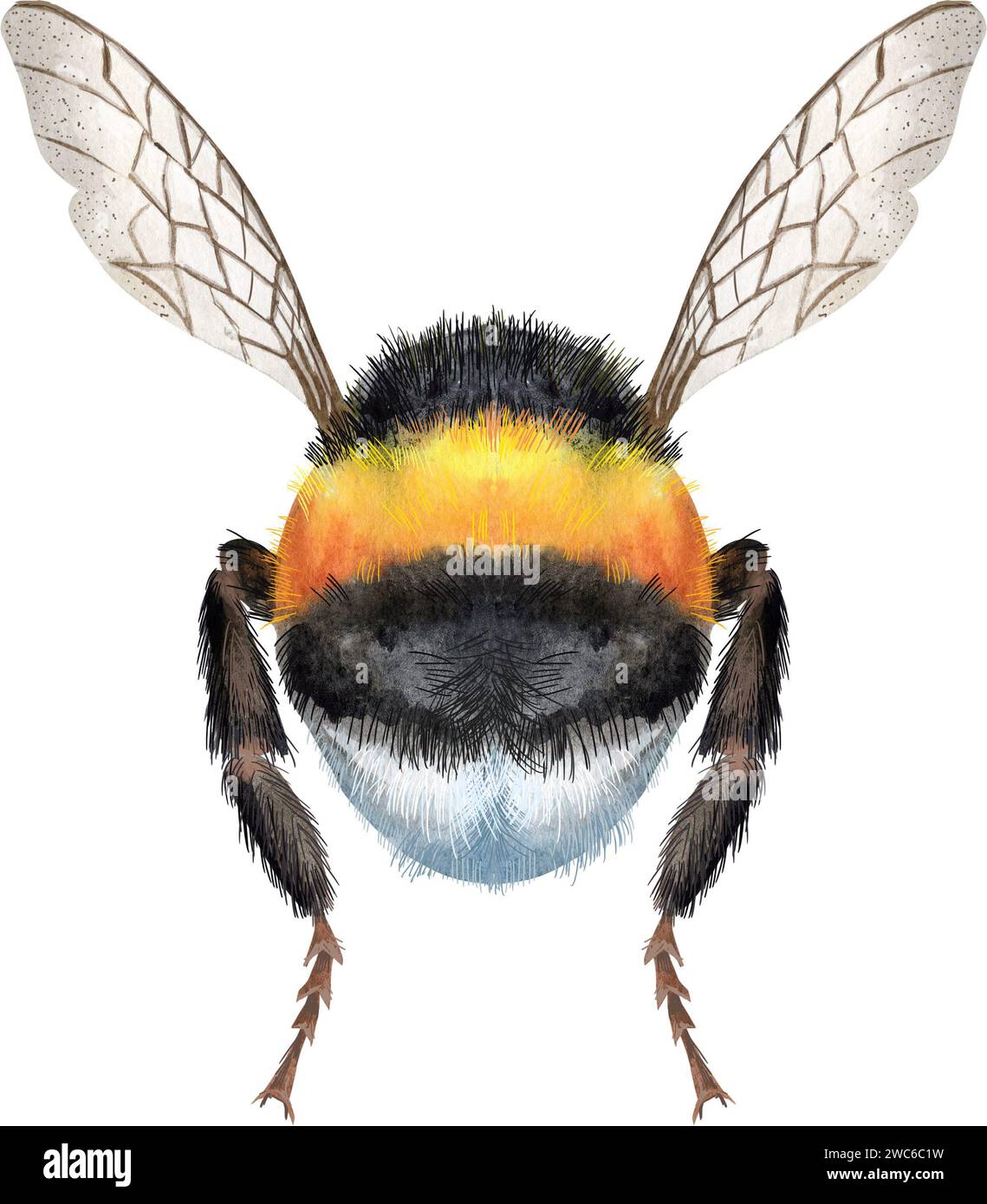 Cute earth bumblebee. Insect for t-shirt graphics. Watercolor bumblebee ...