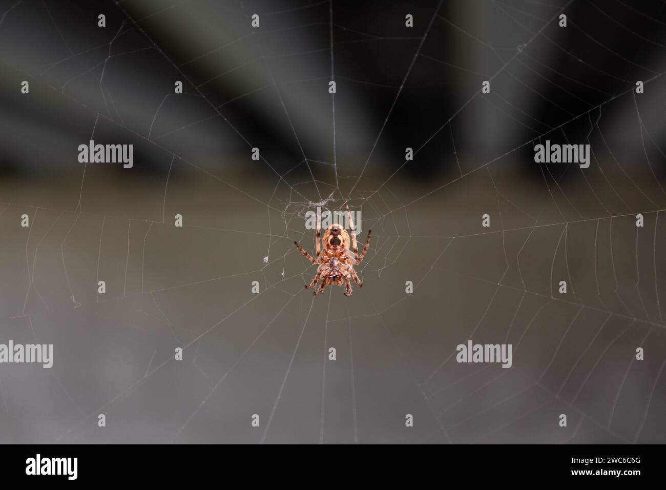 Spider in the web Stock Photo - Alamy