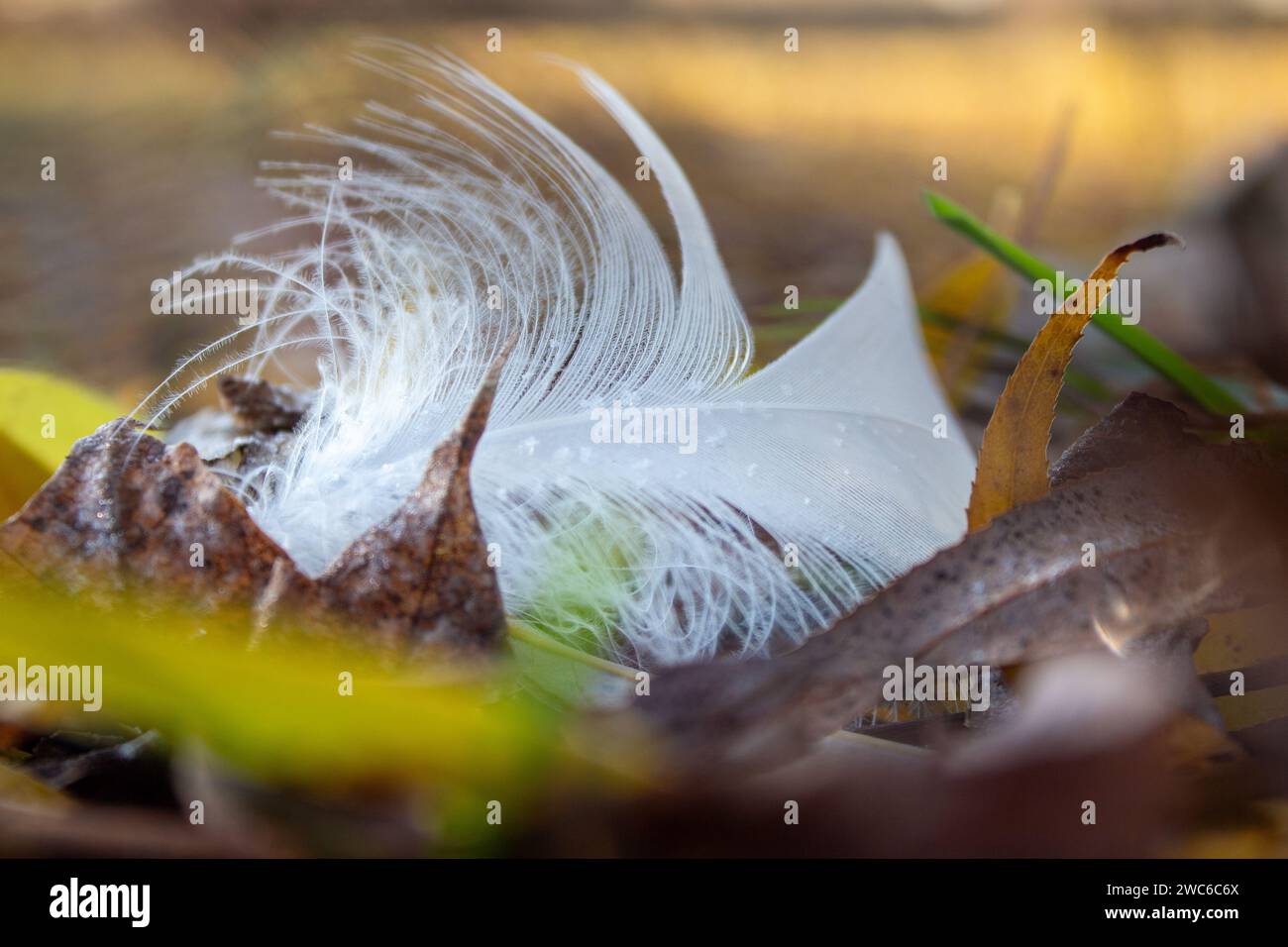 Swan feather in fallen leaves Stock Photo - Alamy