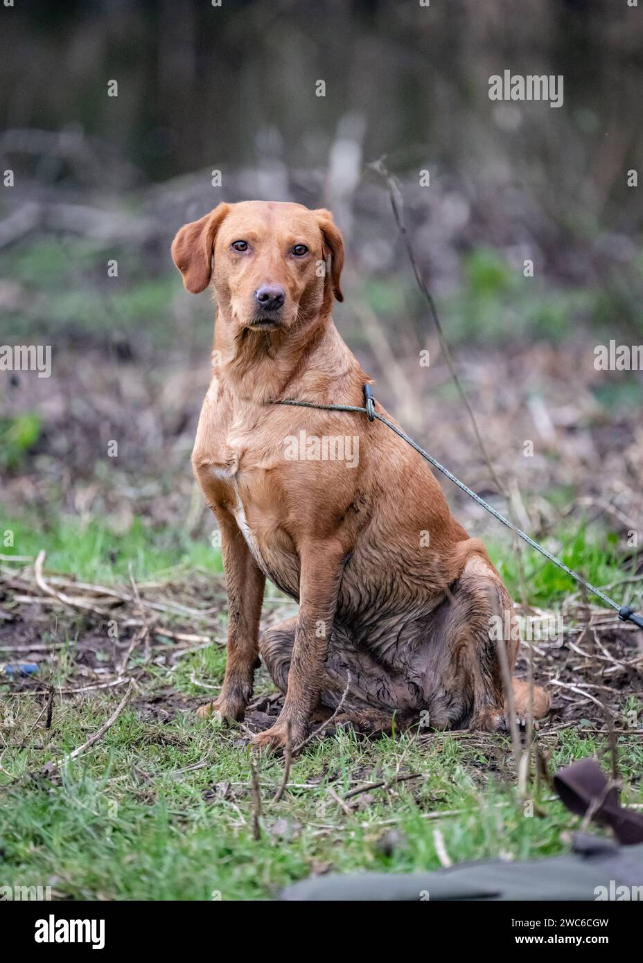 Fox Red Labrador posing on a shoot day Stock Photo - Alamy