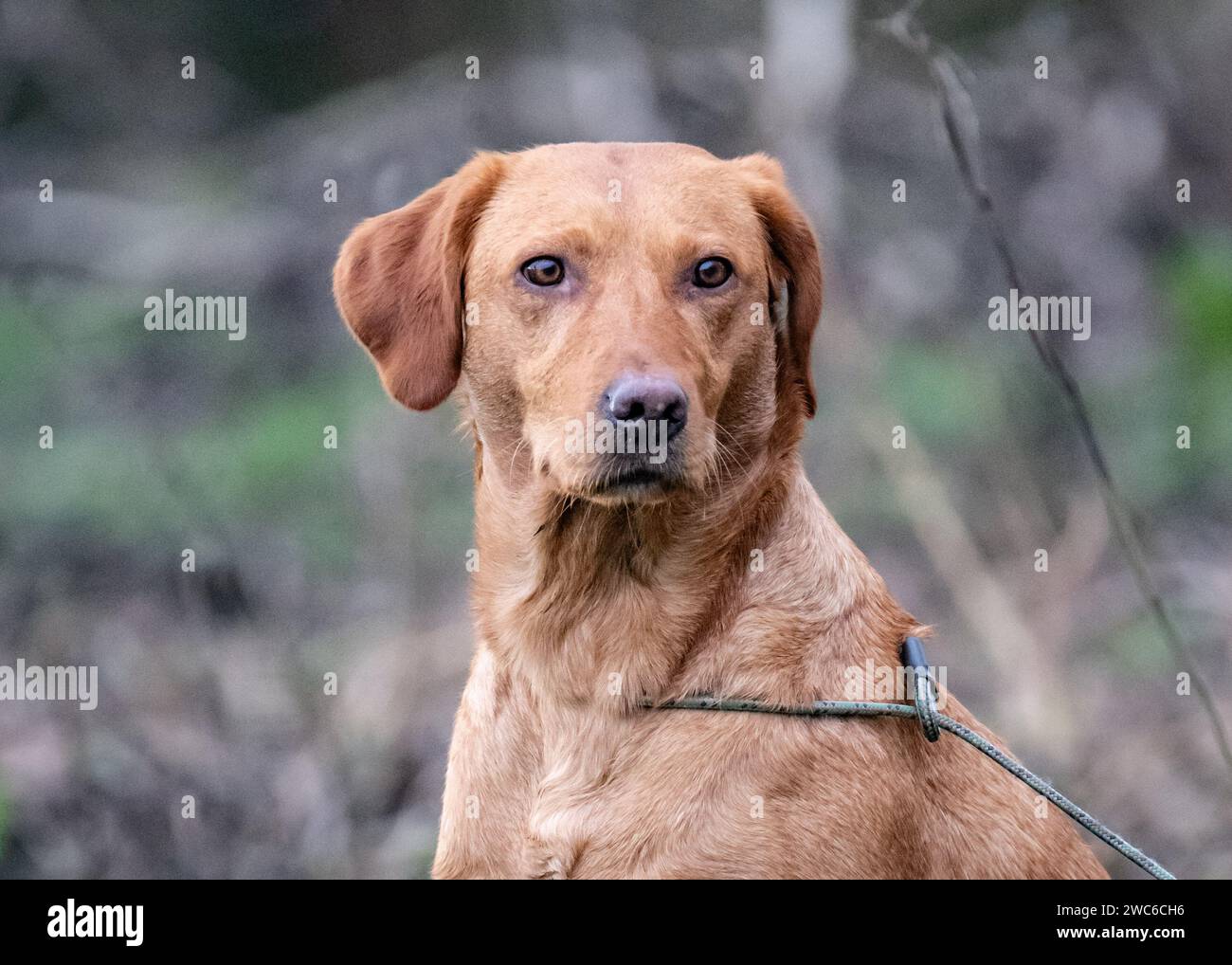 Fox Red Labrador posing on a shoot day Stock Photo - Alamy